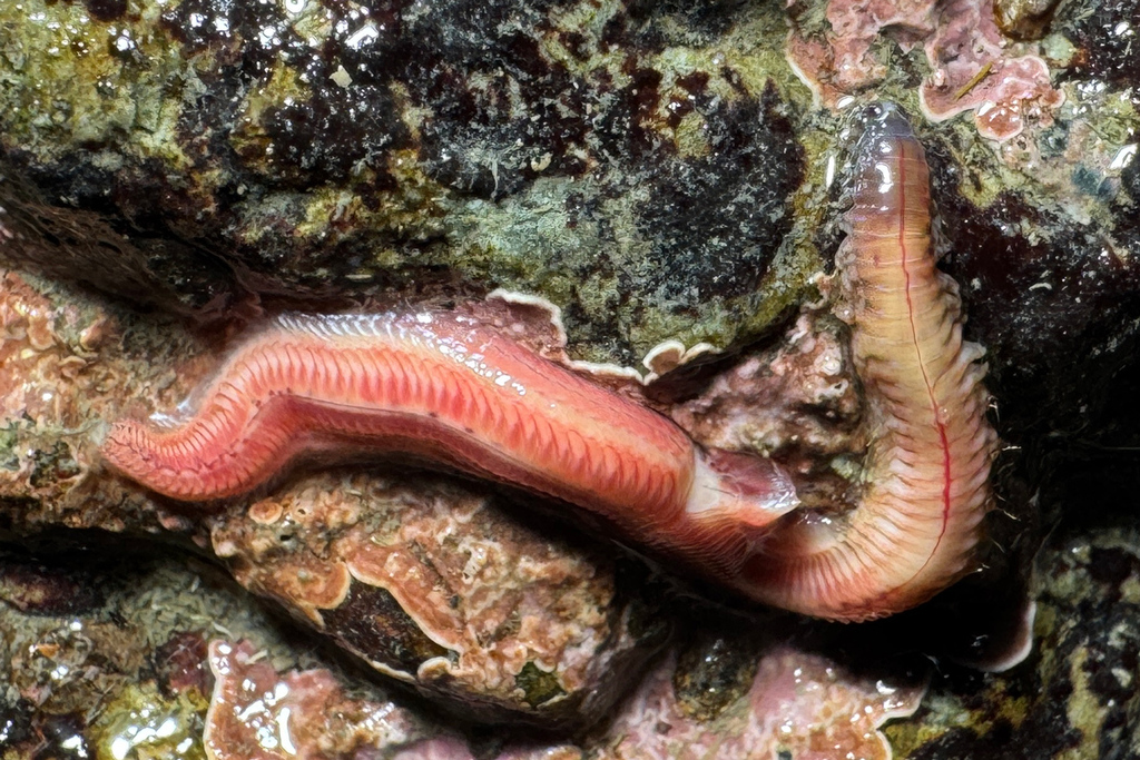 Ragworms and Allies from Skagit County, WA, USA on January 26, 2025 at ...