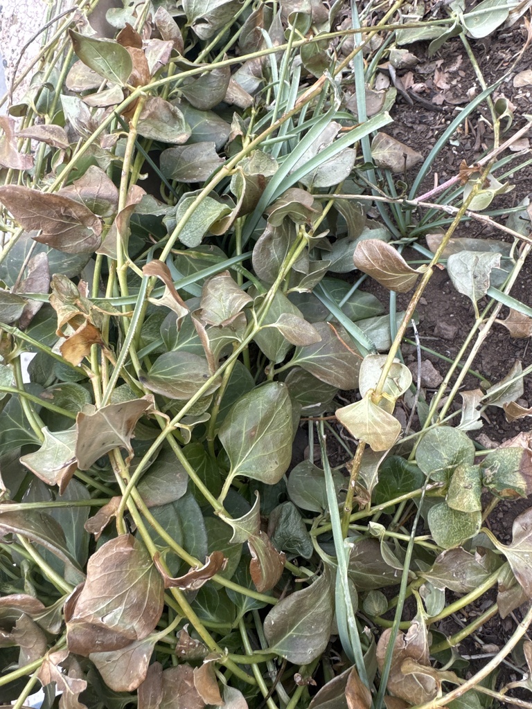 greater periwinkle from Northern Arizona University, Flagstaff, AZ, US ...