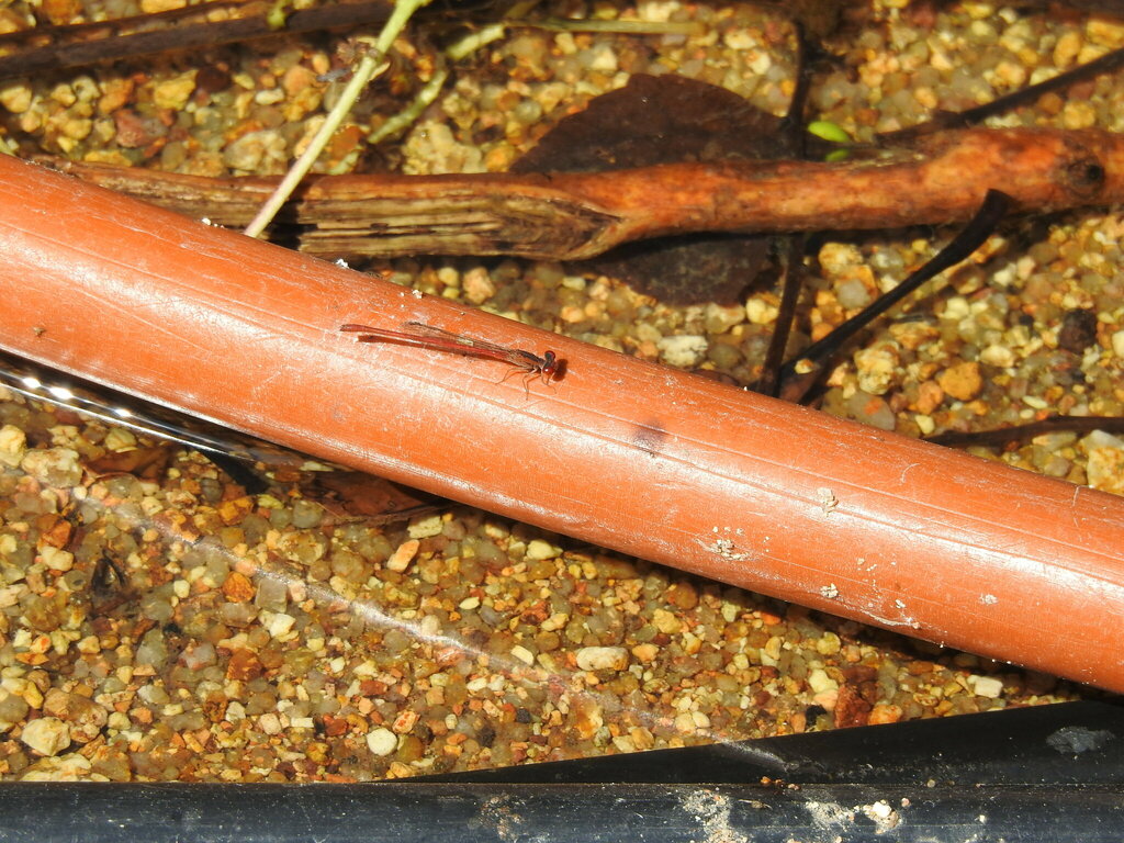 Desert Firetail from Acapulco de Juárez, Gro., México on January 27 ...