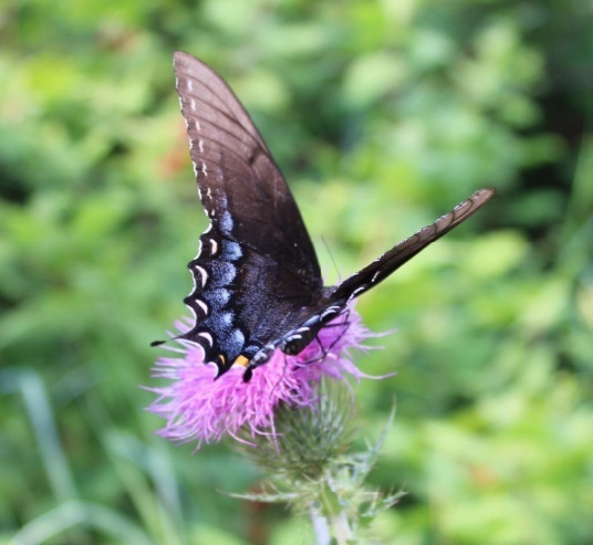 Garcia Mexican Tiger Swallowtail from San Pedro Garza García, N.L ...