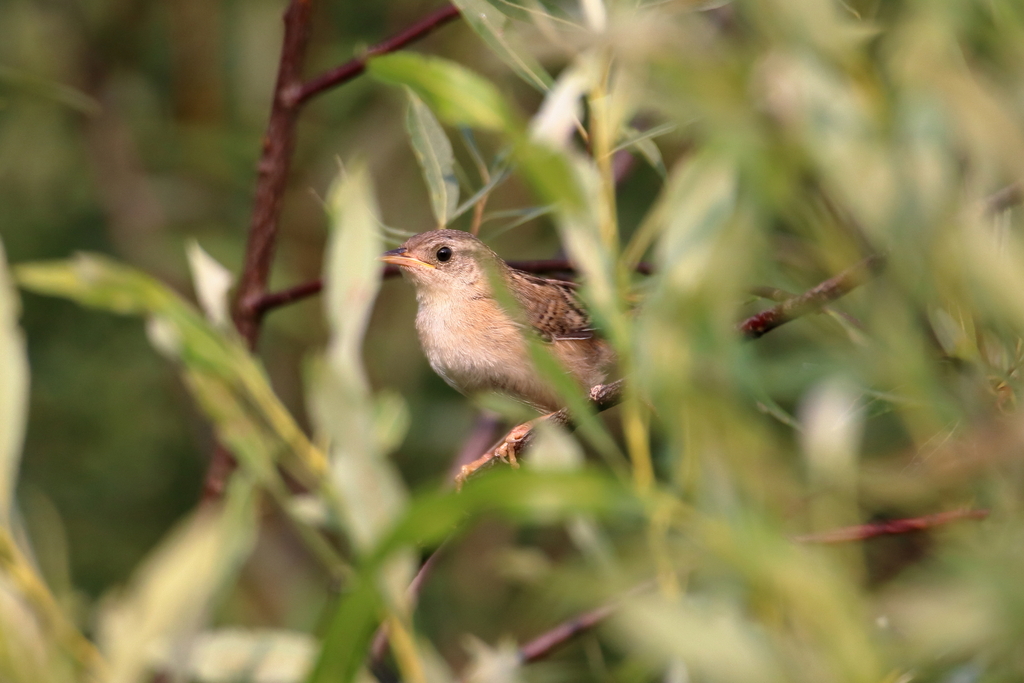 Sedge Wren from Treehaven, WI, USA on July 23, 2023 at 05:17 PM by ...
