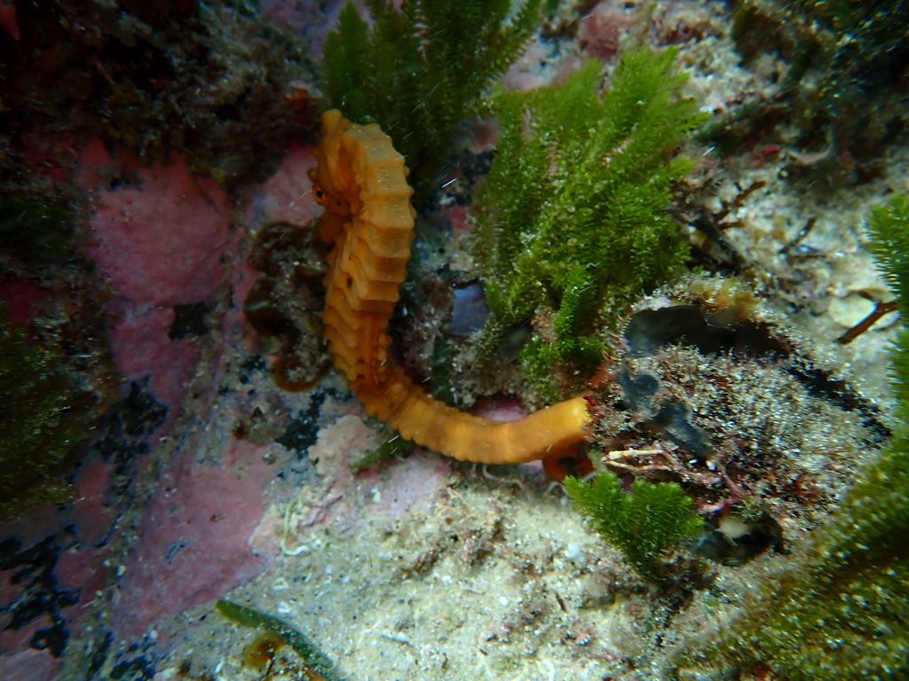 Bigbelly Seahorse from South Pacific Ocean, Bawley Point, NSW, AU on ...