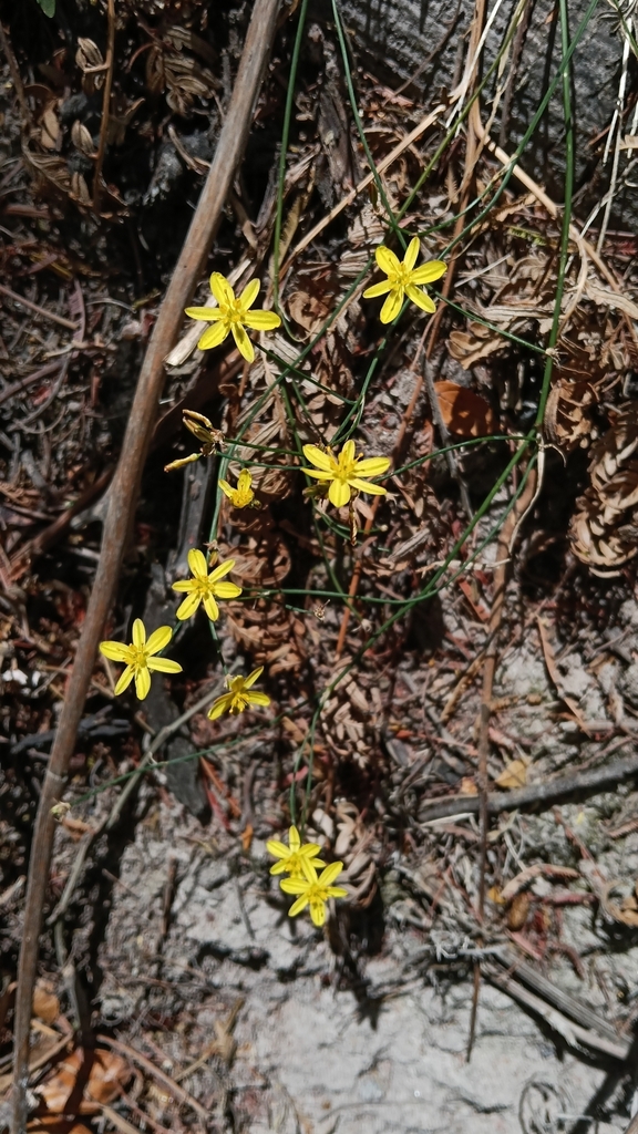 yellow rush-lily from Mount Eliza VIC 3930, Australia on January 28 ...