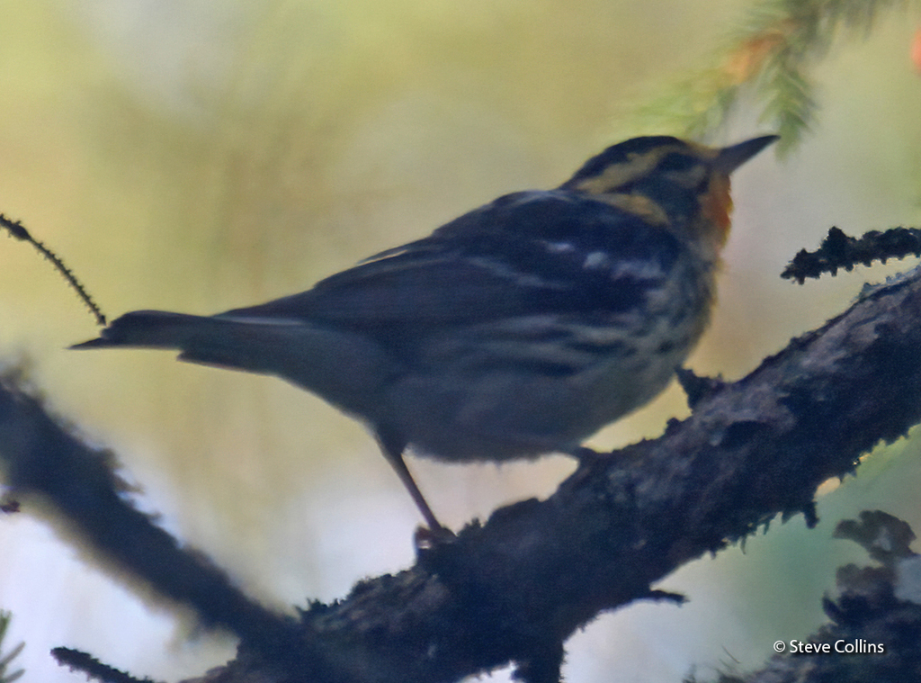 Blackburnian Warbler from Ferdinand, VT, USA on July 30, 2019 at 08:00 ...
