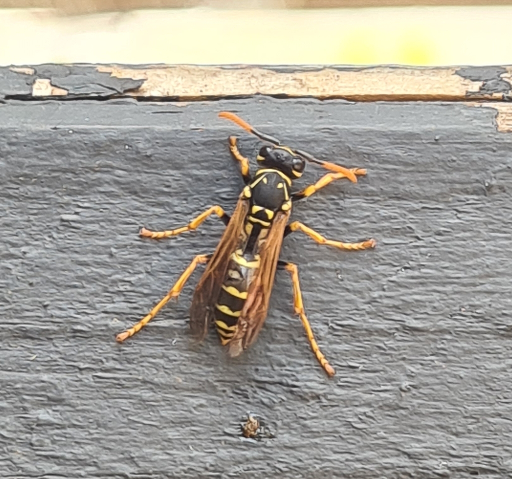 European Paper Wasp from Mooroolbark VIC 3138, Australia on January 28 ...