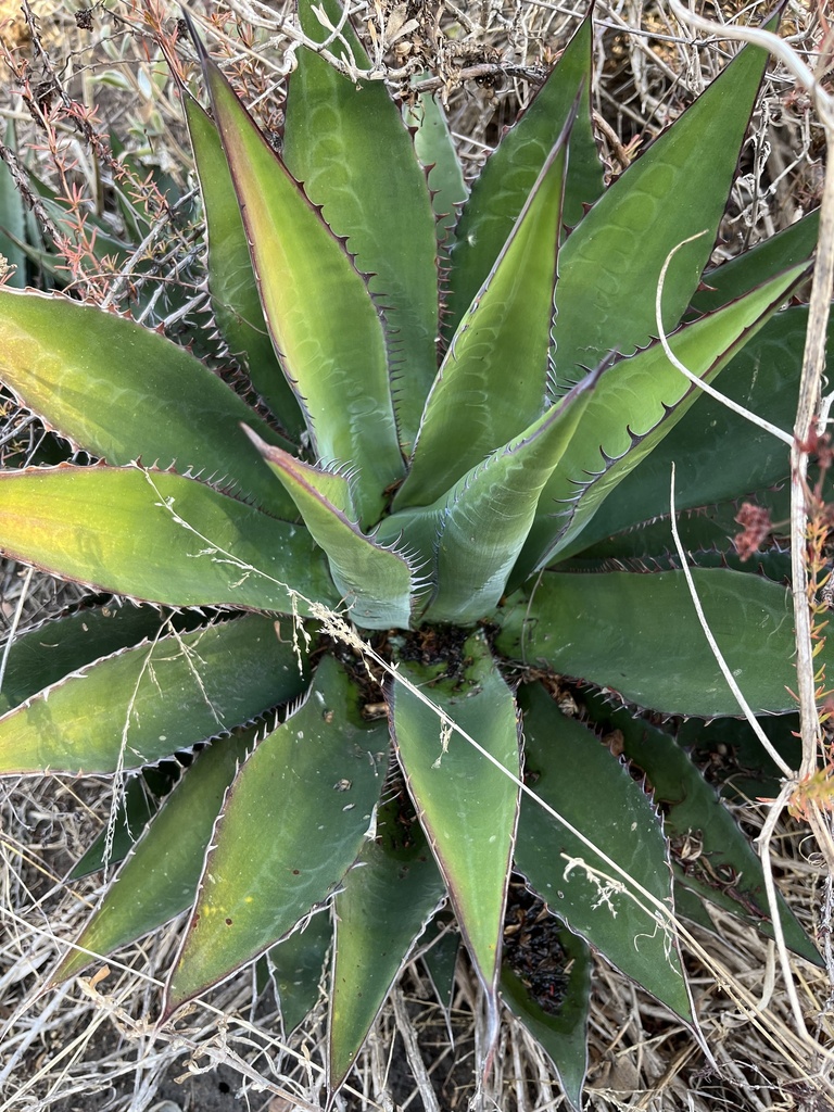 Shaw's Agave from Highland Ave, San Diego, CA, US on January 27, 2025 ...