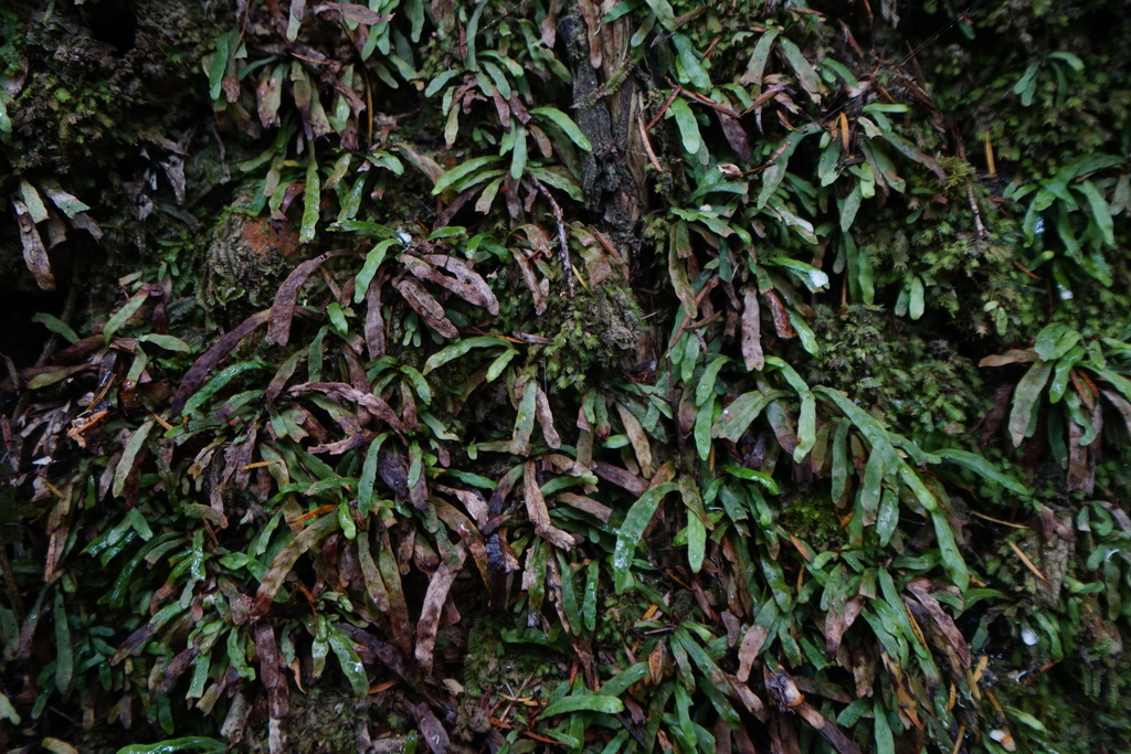 Strap fern from Rarangi 7273, New Zealand on January 26, 2025 at 01:40 ...