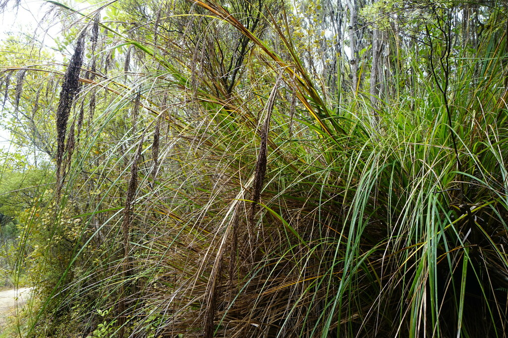 Giant cutty grass from Rarangi 7273, New Zealand on January 26, 2025 at ...