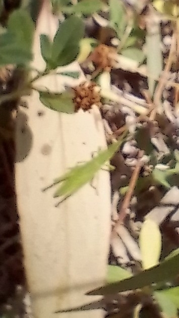 Atractomorpha from Echuca Cemetery on January 28, 2025 at 02:29 PM by ...