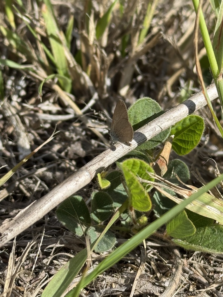 Lesser Grass Blue from Hawai‘i Volcanoes National Park, Captain Cook ...