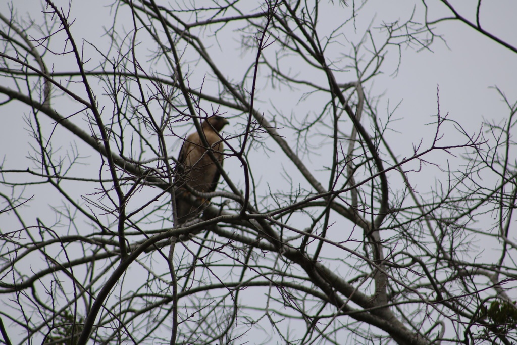 Red-shouldered Hawk from 14662 Beechnut St, Houston, TX, US on July 24 ...