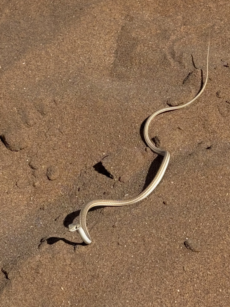 Cape Sand Snake from Namib Desert, Hardap, NA on January 26, 2025 at 09 ...