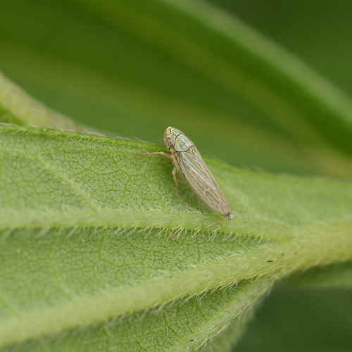 Amphigonalia spinosa#N# · iNaturalist United Kingdom