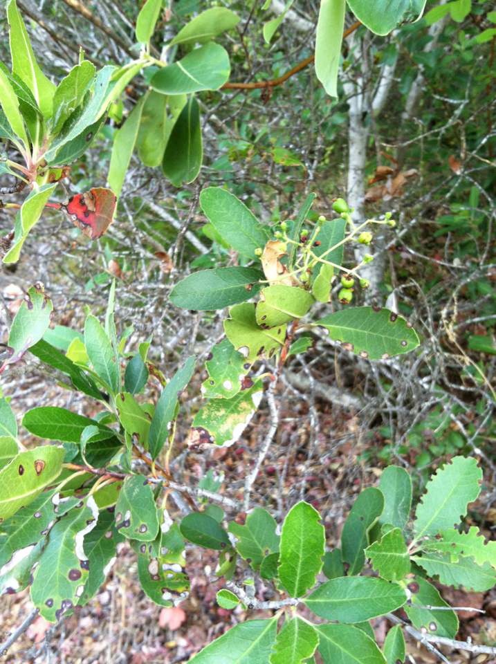 Toyon from Lake Sonoma Recreational Area, Cloverdale, California, US on ...