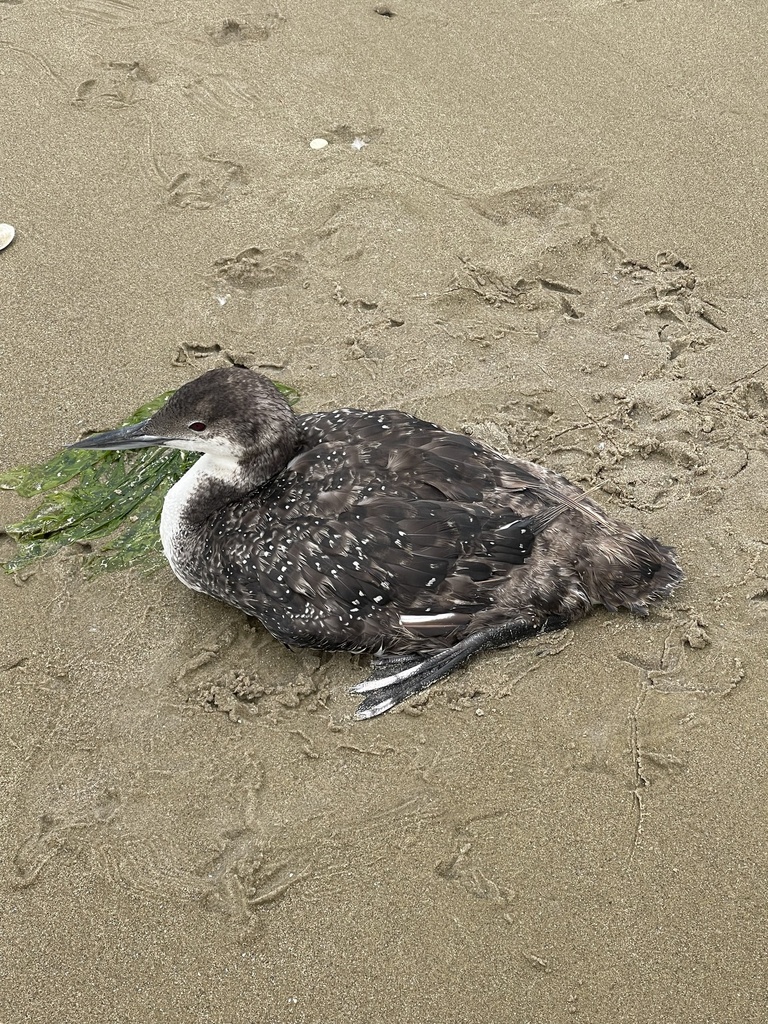 Common Loon from Gateway National Recreation Area, New York, NY, US on ...