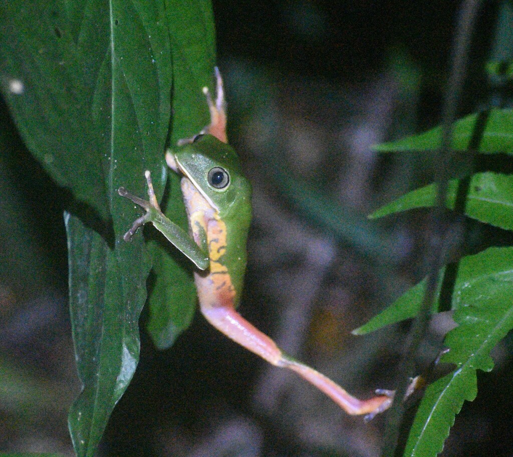 Phyllomedusa distincta from Camboriú - State of Santa Catarina, Brazil ...