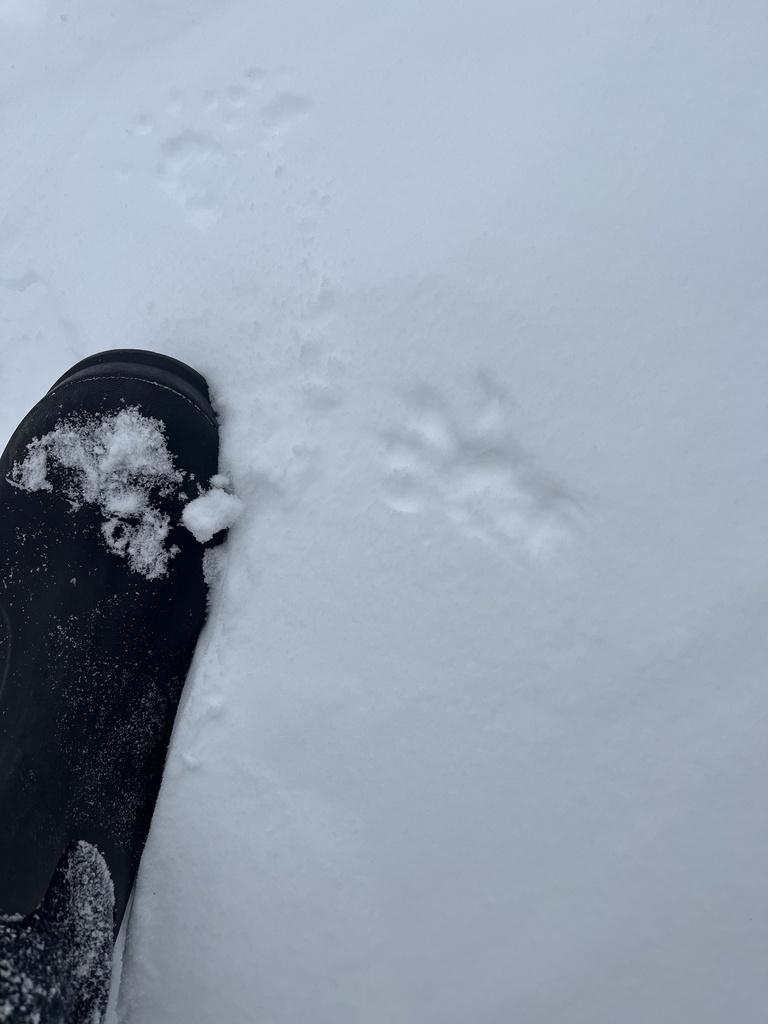 Virginia Opossum from Hay Bay, Parry Island First Nation, ON, CA on ...