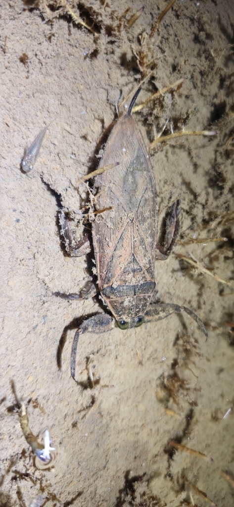 Madagascan Giant Water Bug from Mariana, Madagascar on November 10 ...