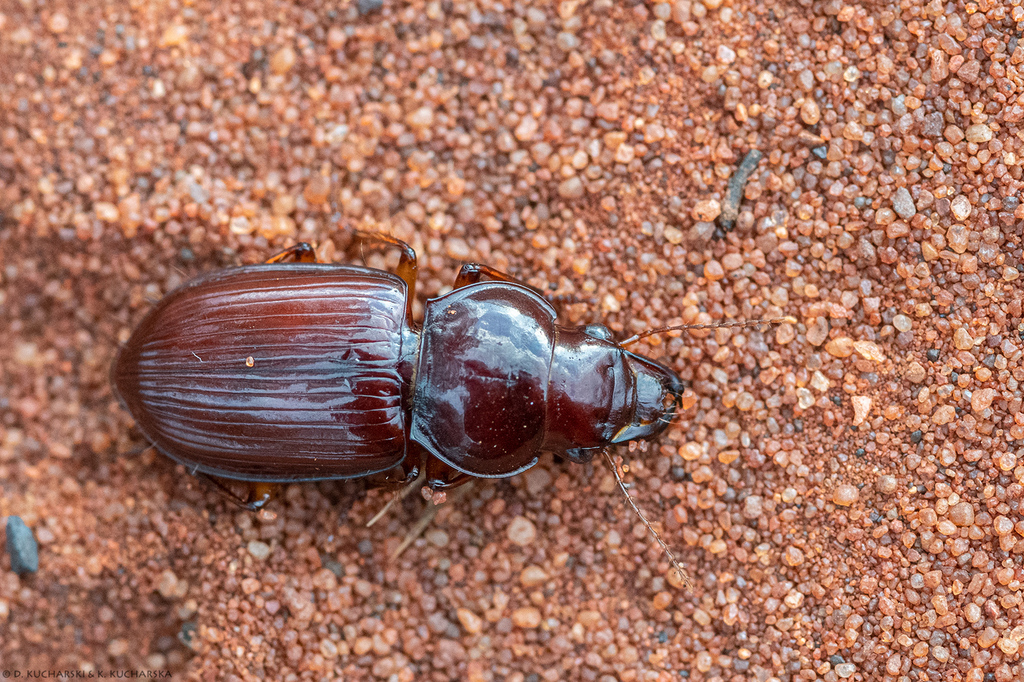 Harpalini from Petermann NT 0872, Australia on July 16, 2023 at 09:38 ...