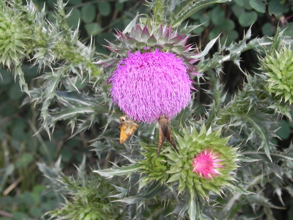 Huron Sachem in June 2024 by Dakota Underwood · iNaturalist
