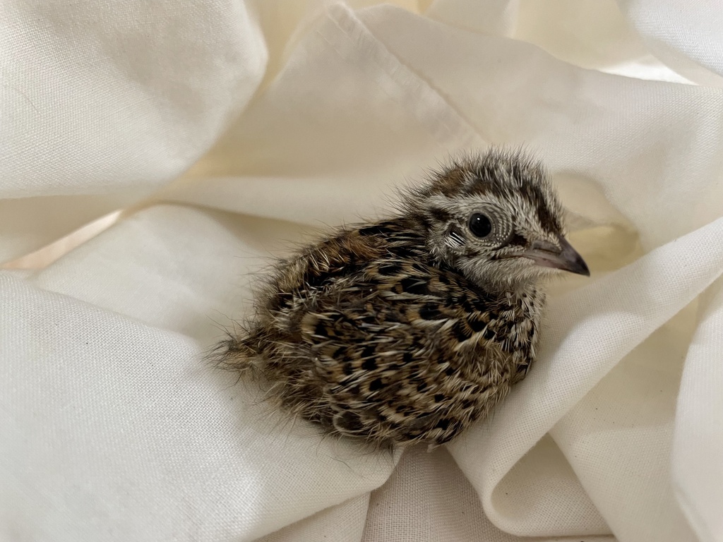 Birds from Valkyrie, QLD, AU on February 14, 2023 at 02:22 PM by Rhys ...