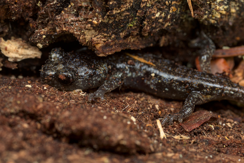 Arboreal Salamander from Loma Mar, CA, USA on January 26, 2025 at 07:33 ...