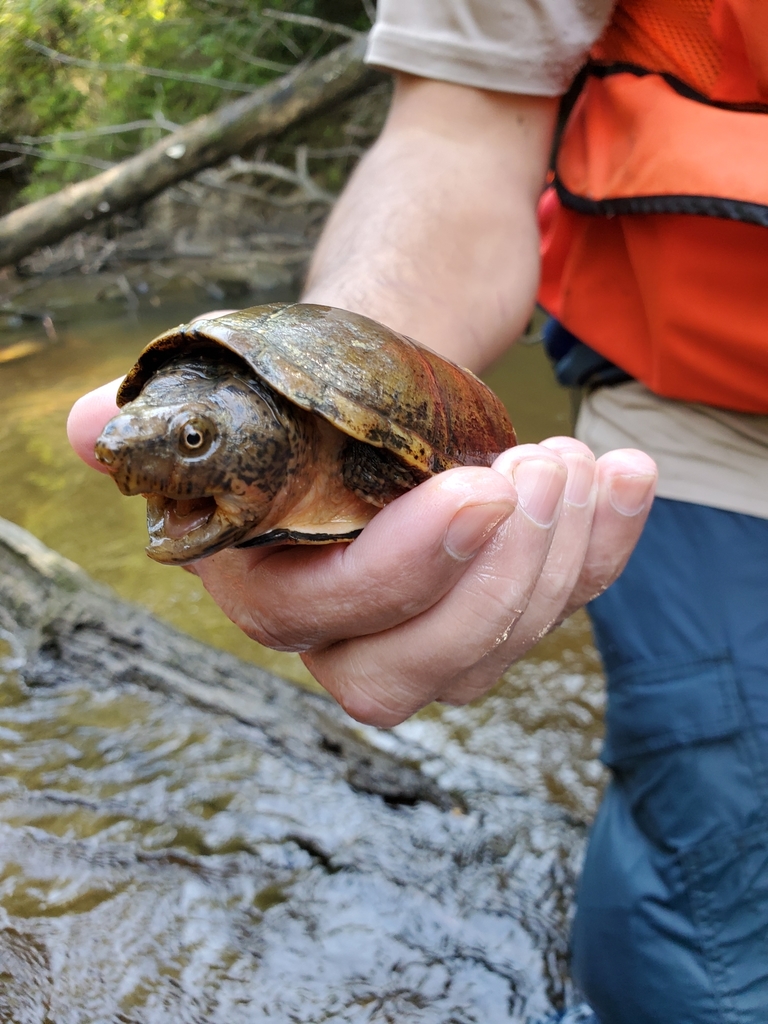 Intermediate Musk Turtle from Florala, AL 36442, USA on July 29, 2019 ...