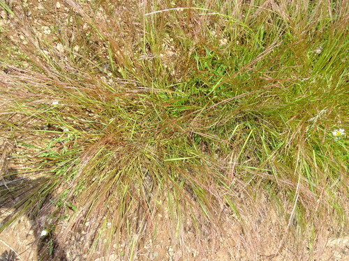 Variety Agrostis scabra scabra · iNaturalist