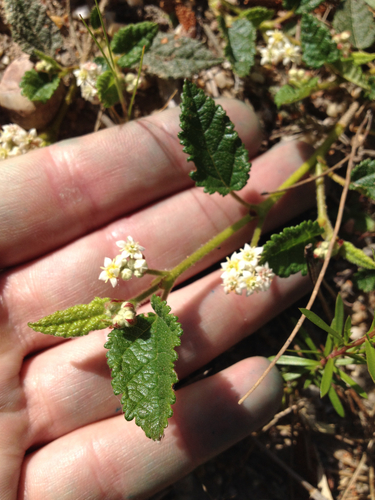 Commersonia prostrata · iNaturalist