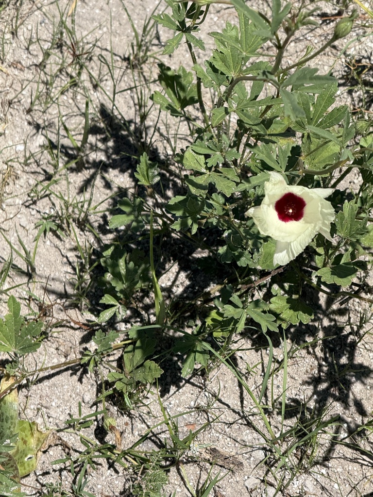 Kenaf from Otjozondjupa, NA on January 27, 2025 at 02:59 PM by Kelsey ...