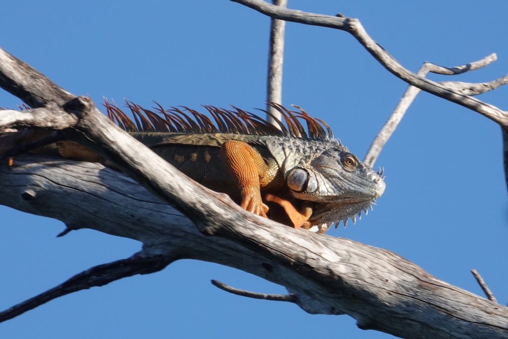 Green Iguana from Gumbo Limbo Nature Center, Boca Raton, FL, US on ...