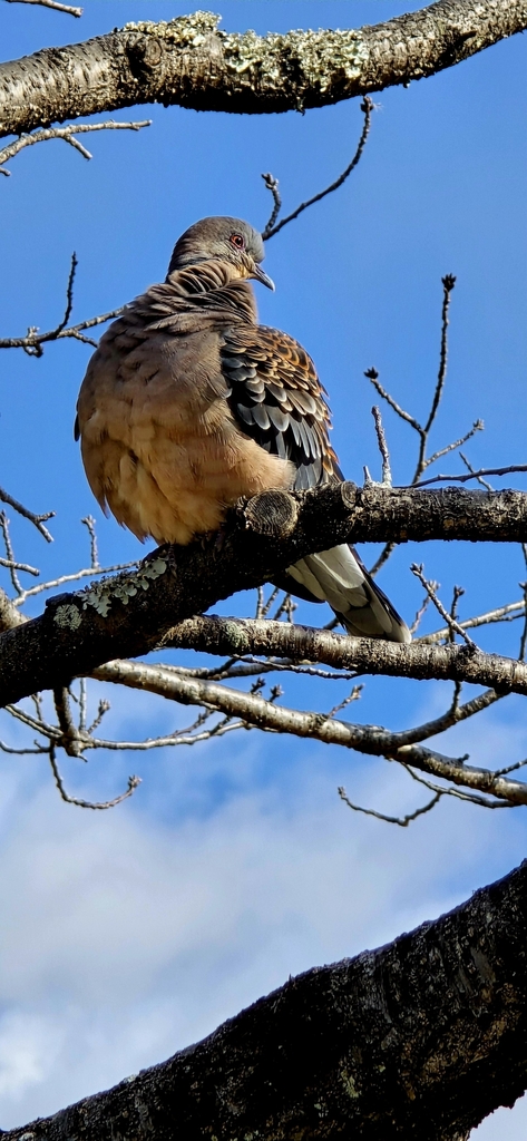 Eastern Oriental Turtle Dove from Marunouchi, Kochi, 780-0850, Japan on ...
