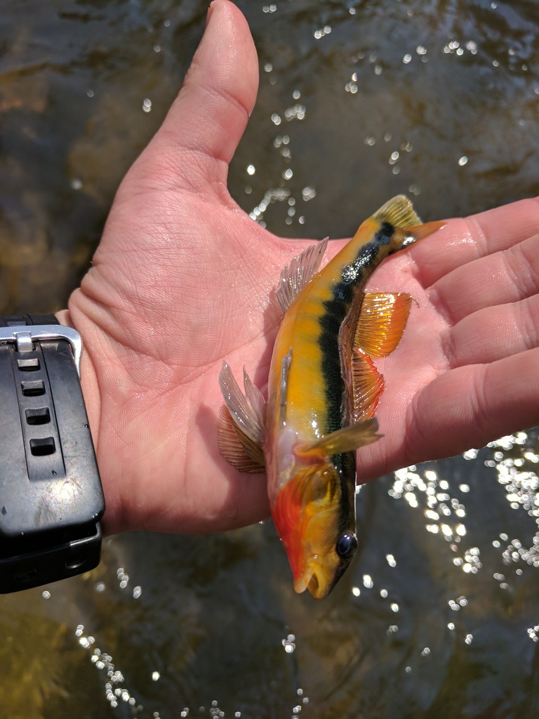 Tangerine Darter from Blount County, TN, USA on September 19, 2017 at ...