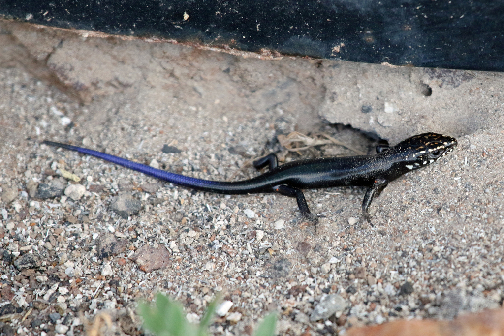 Great Plains Skink from Lake Meredith--Plum Creek on July 28, 2019 by ...