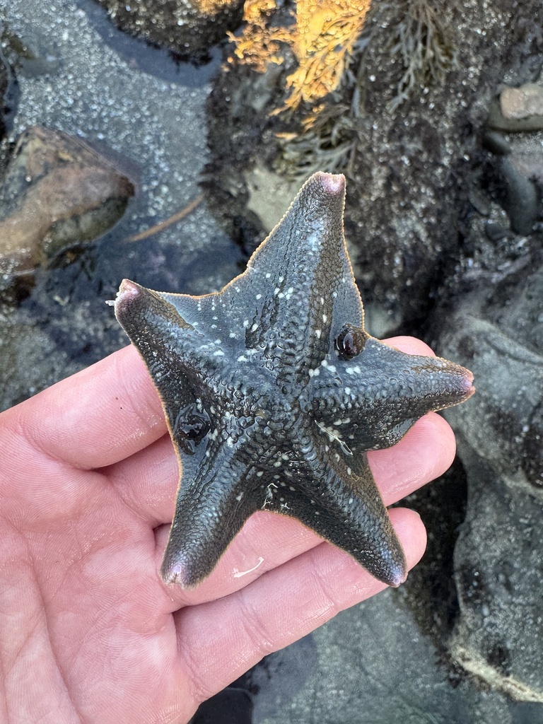 Bat Star in January 2025 by Elliott Bury · iNaturalist