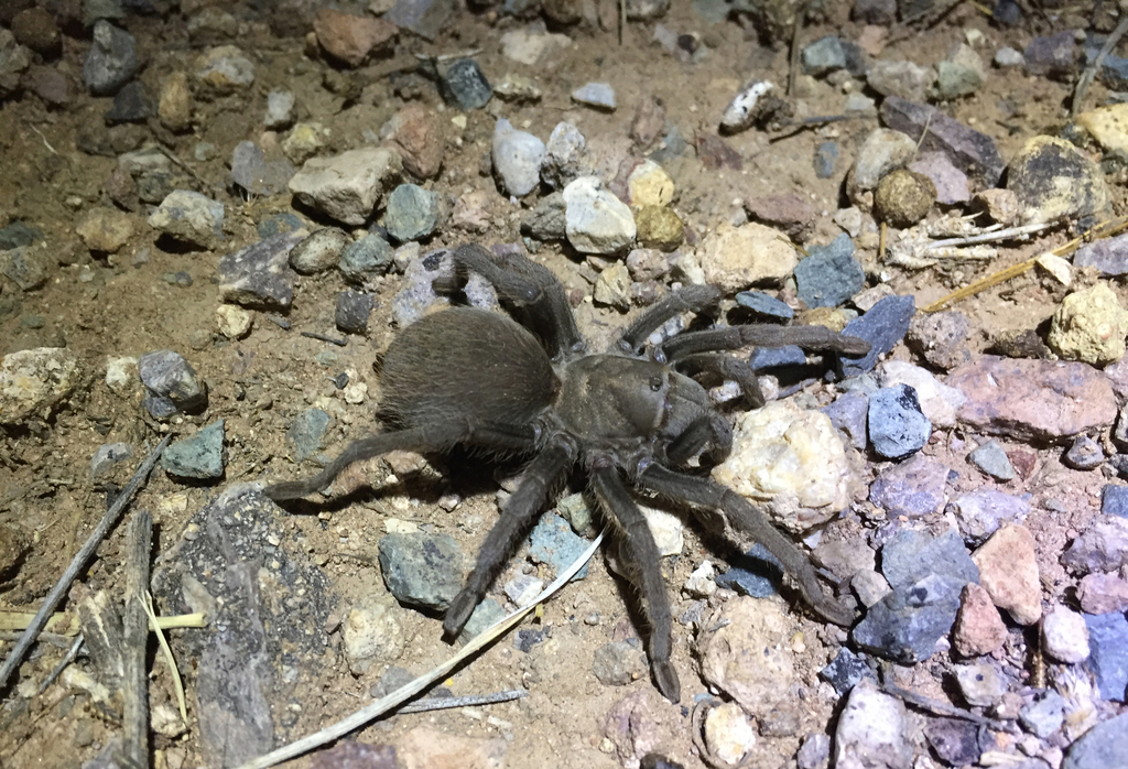 Tucson Bronze Tarantula from Hidalgo County, NM, USA on July 27, 2019 ...