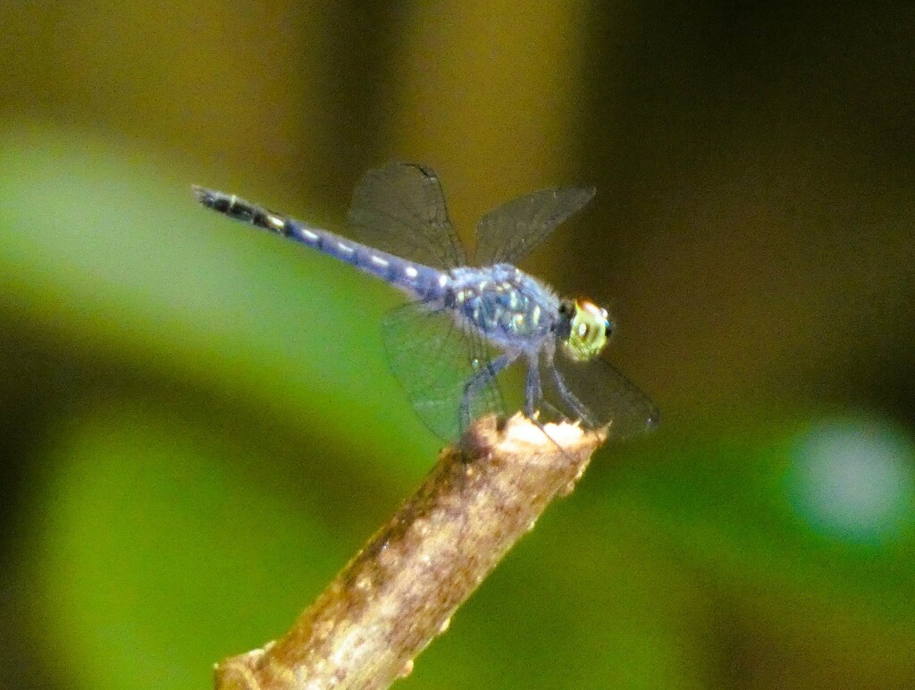 Mangrove Dwarf from SBWR on January 29, 2025 at 10:38 AM by Lena Chow ...