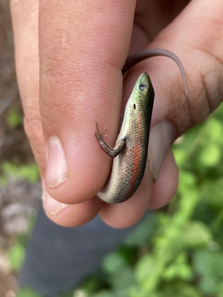 Slender Rainbow Skink from Buffalo Creek Rd, Buffalo Creek, NT, AU on ...