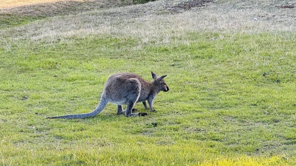 Bennett's Wallaby from 納朗塔普國家公園, Bakers Beach, TAS, AU on January 29 ...