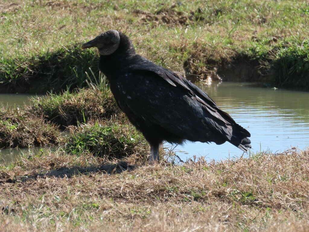 Black Vulture from Tomball, TX, USA on January 23, 2025 at 10:06 PM by ...