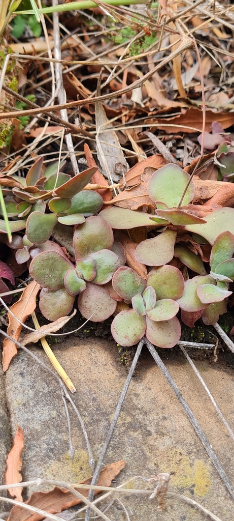 Red Carpet Stonecrop from Camdeboo Local Municipality, South Africa on ...