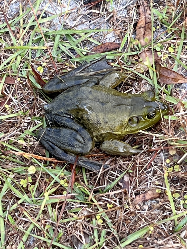 Pig Frog from Palm City, FL, US on January 29, 2025 at 09:00 AM by ...