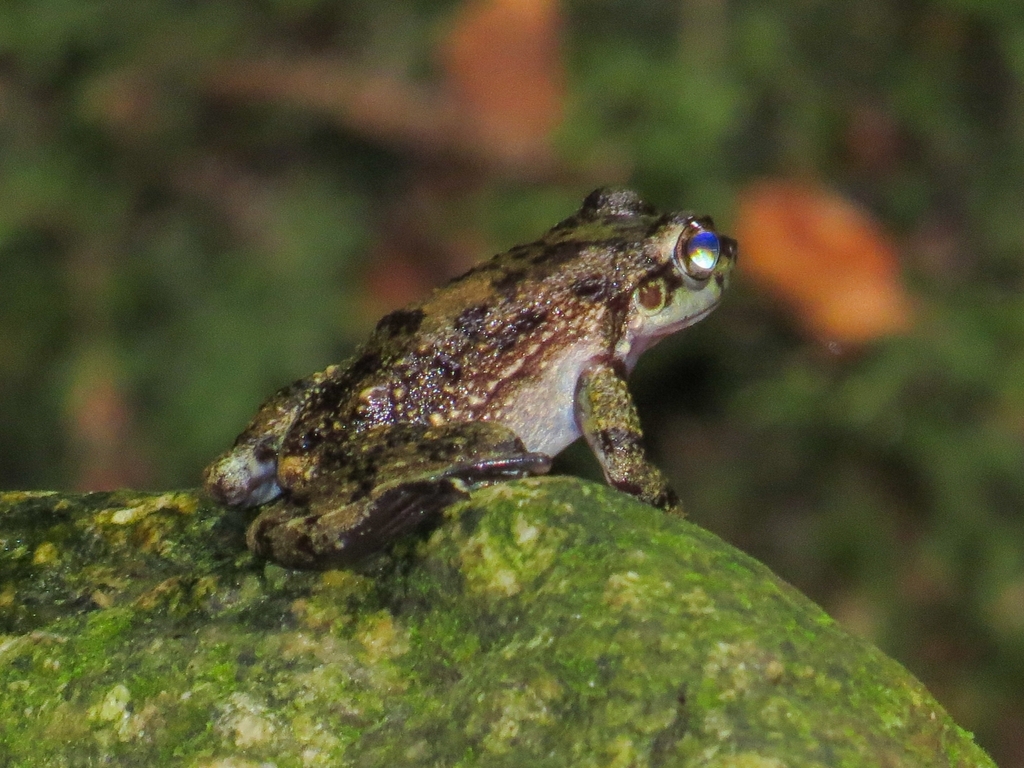 Brazilian Torrent Frog from Ilhabela, SP, 11630-000, Brasil on January ...