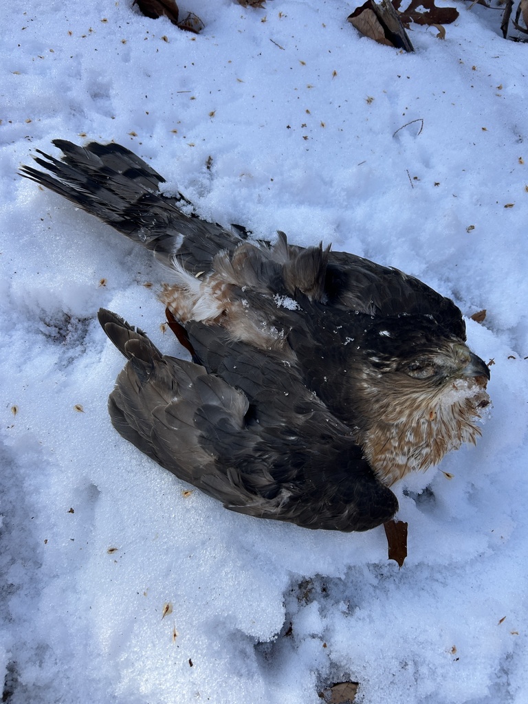Cooper's Hawk from Florida Rd, Ridgefield, CT, US on January 29, 2025 ...