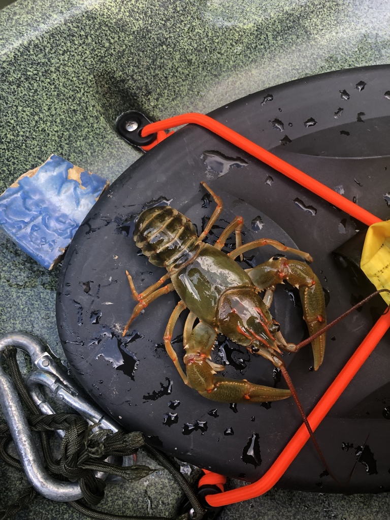 Tennessee Bottlebrush Crayfish from 38486, Westpoint, TN, US on July 30 ...