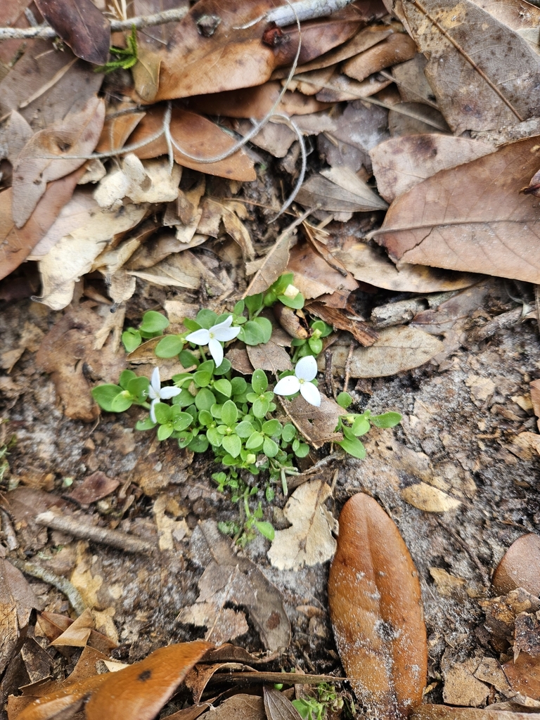 roundleaf bluet from Lithia, FL, USA on January 29, 2025 at 10:48 AM by ...