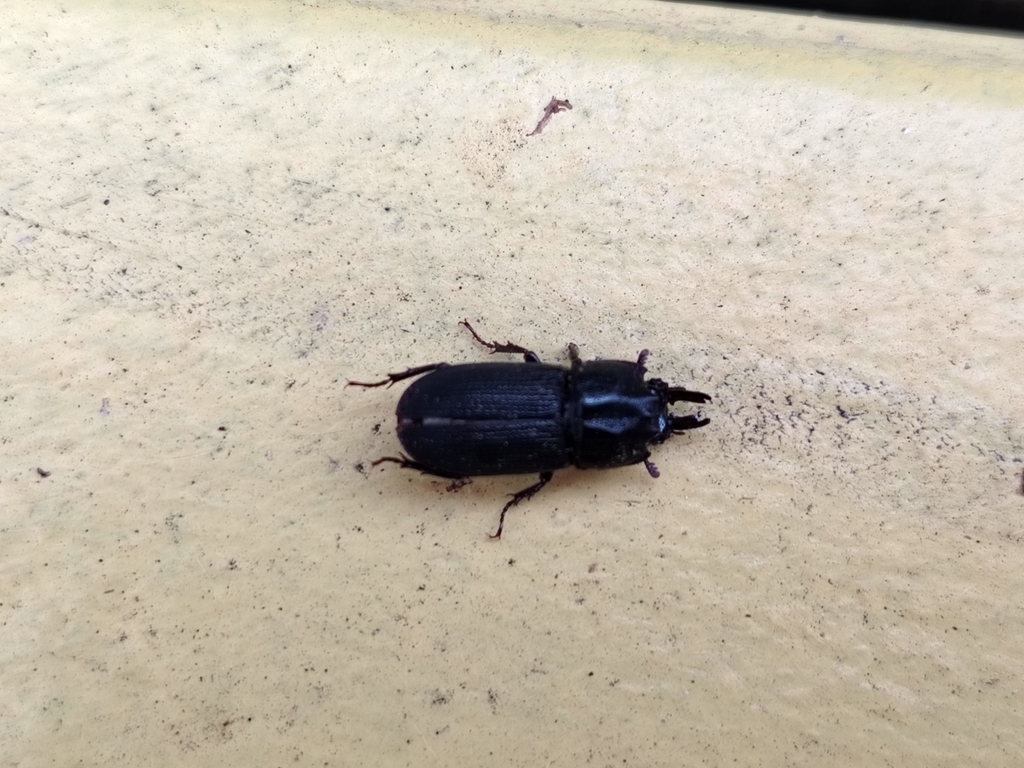 Small Cape Stag Beetle from Denneoord, George, 6529, South Africa on ...