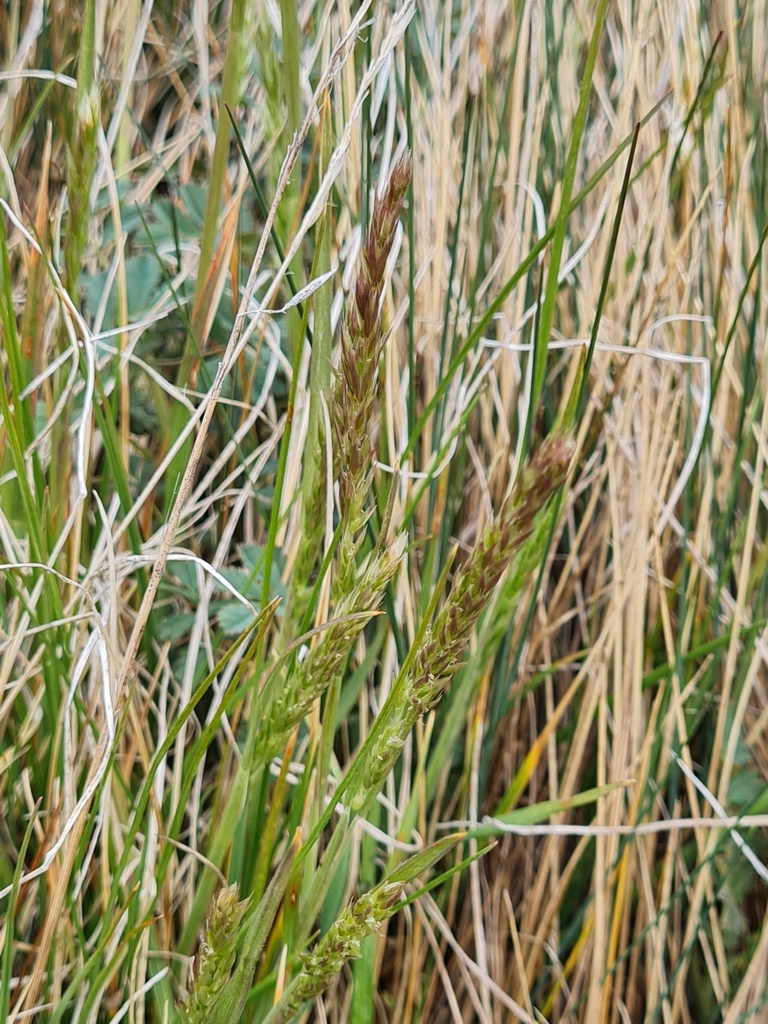spike trisetum from South Georgia and the South Sandwich Islands on ...