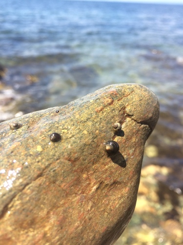 Common Periwinkle (Nova Scotian Intertidal Species Guide) · iNaturalist