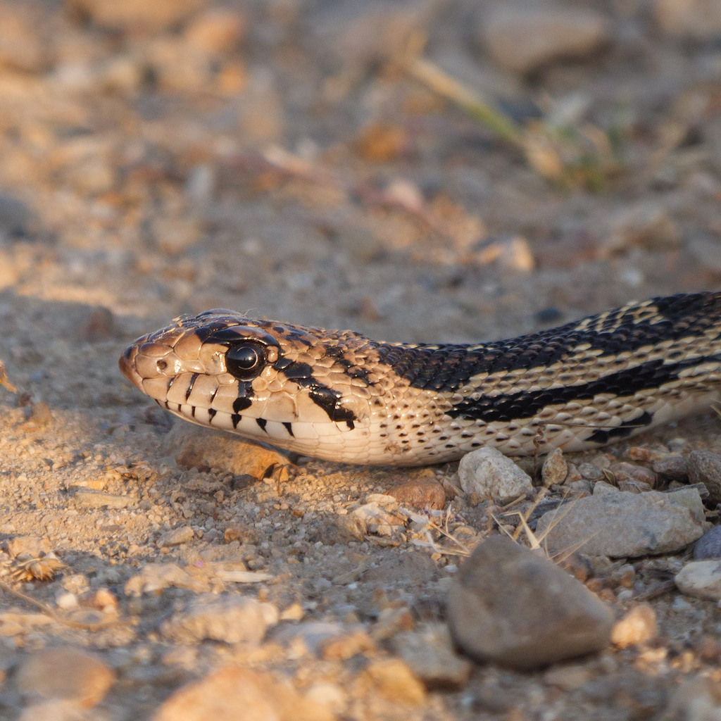 Great Basin Gopher Snake from Deer Flat NWR Visitor's Center, Canyon ...